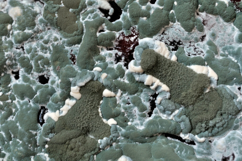 Mold Damage in Winter | National Disaster Recovery